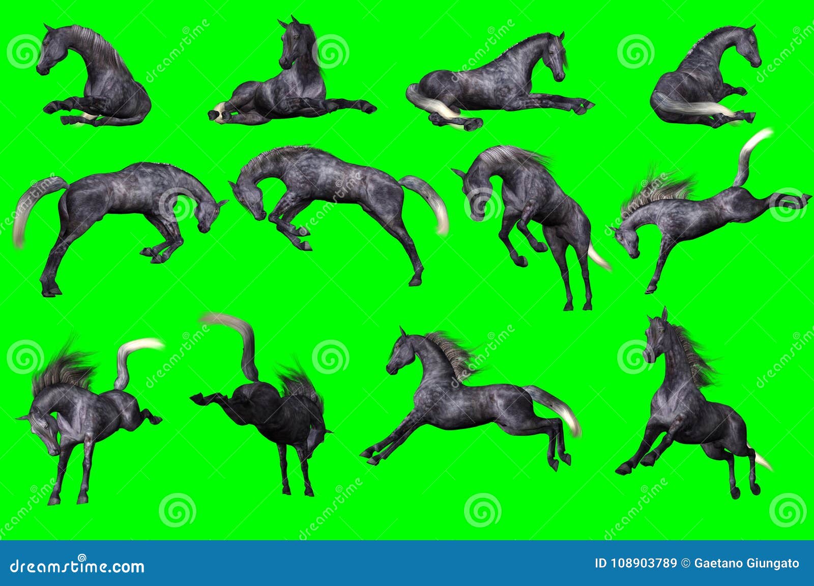 Horse Poses. Wild Horses Walking Or Gallop Running Pose, Arabian Mare ...