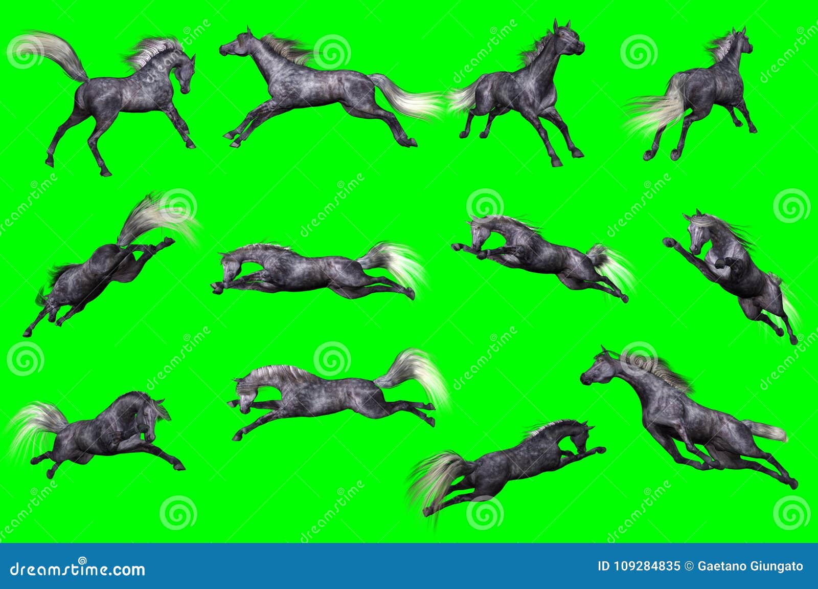 Horse Poses. Wild Horses Walking Or Gallop Running Pose, Arabian Mare ...