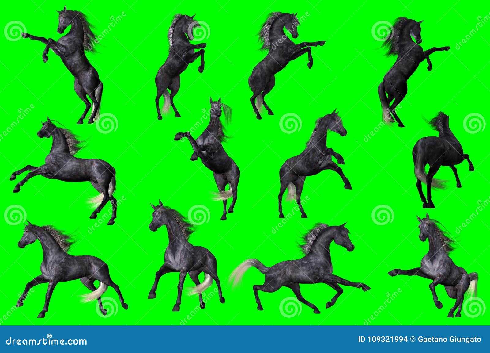 Horse Poses. Wild Horses Walking Or Gallop Running Pose, Arabian Mare ...