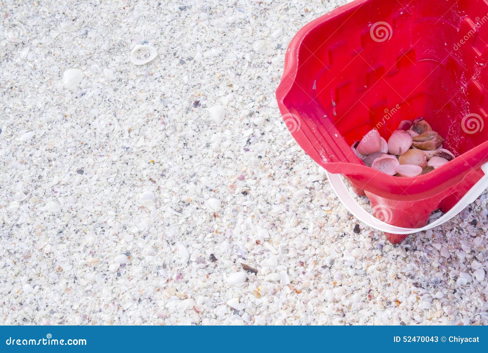 A Collection of Assorted Seashells in a Bucket Stock Image - Image of ...