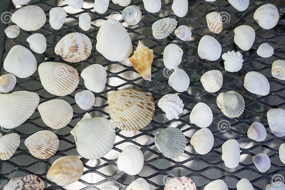 A Collection of Assorted Seashells Stock Photo - Image of table, life ...