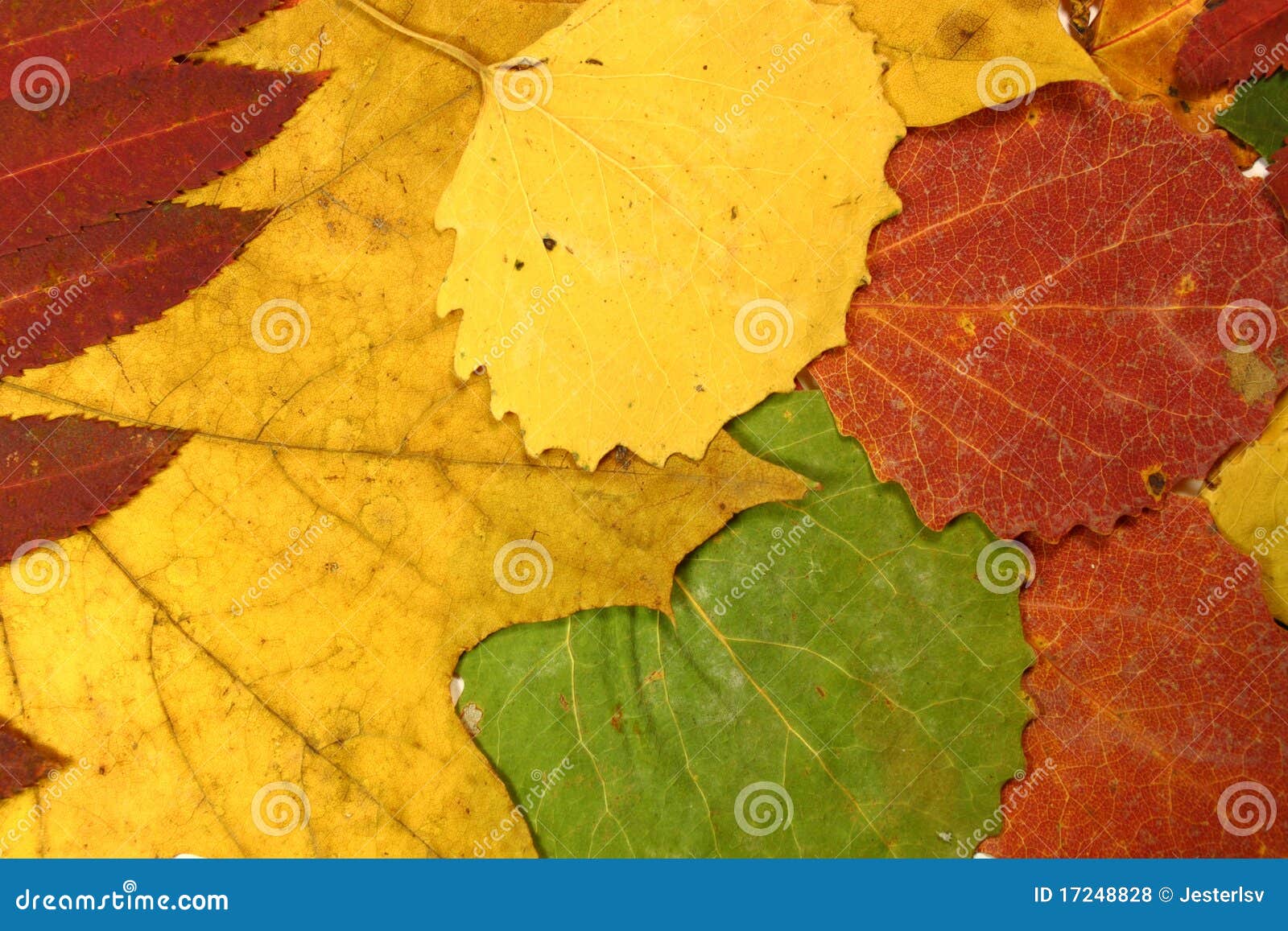 Collection Of Autumn Leaves Stock Photo - Image of leaves, collection ...
