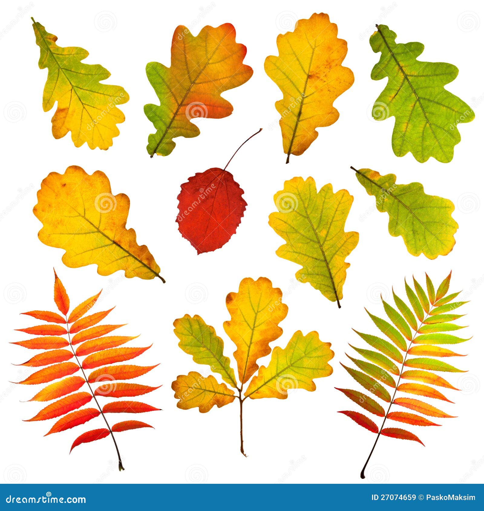 Collection of Autumn Leaves Stock Image - Image of color, trees: 27074659