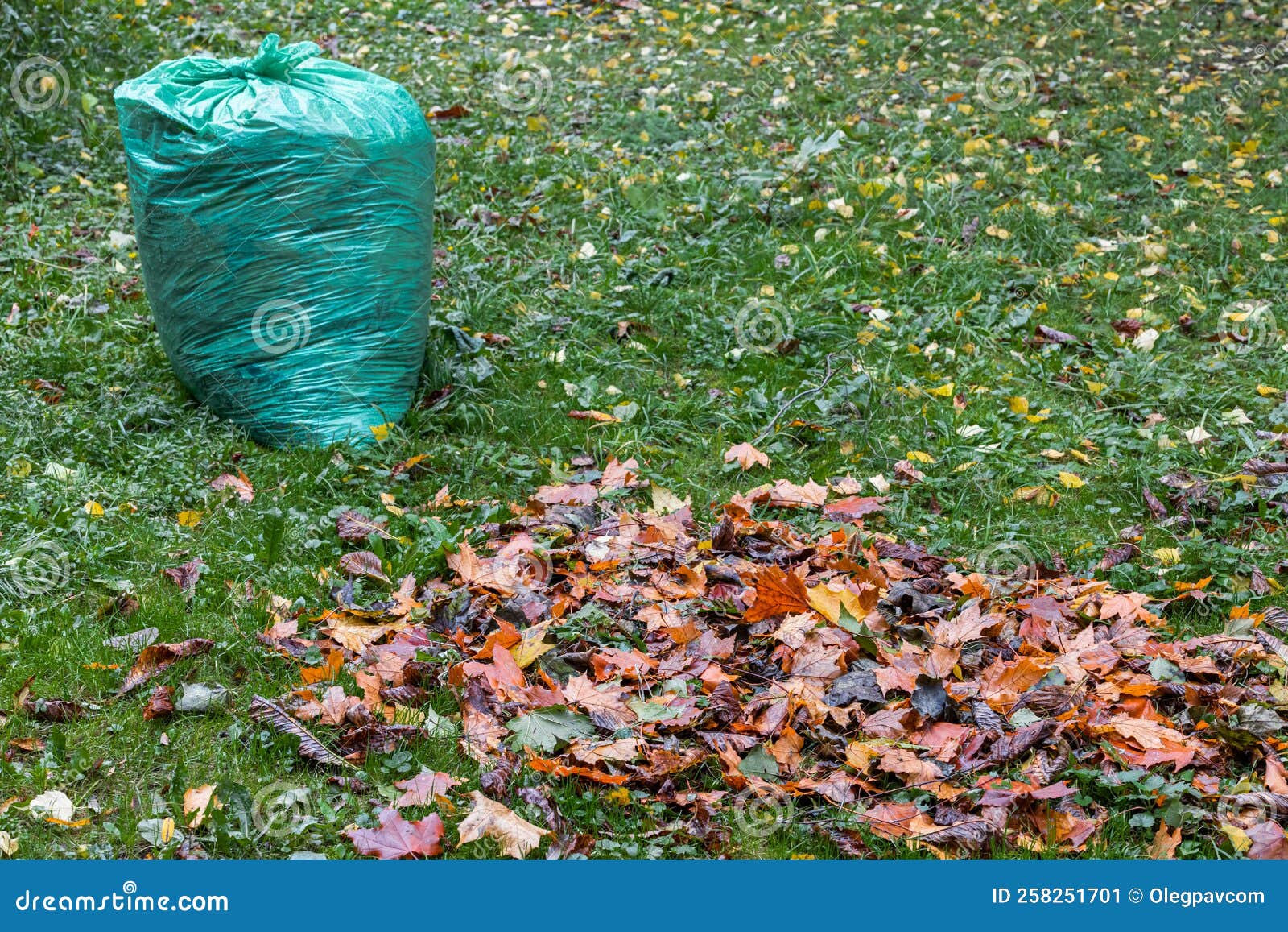 Collection of Autumn Leaves in a Bag in the Park Stock Image - Image of ...