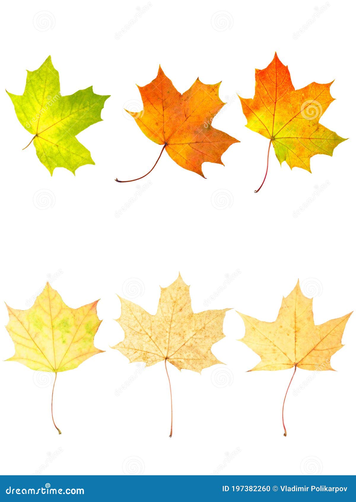 Collection of Autumn Leaves Isolated on White Background Stock Photo ...