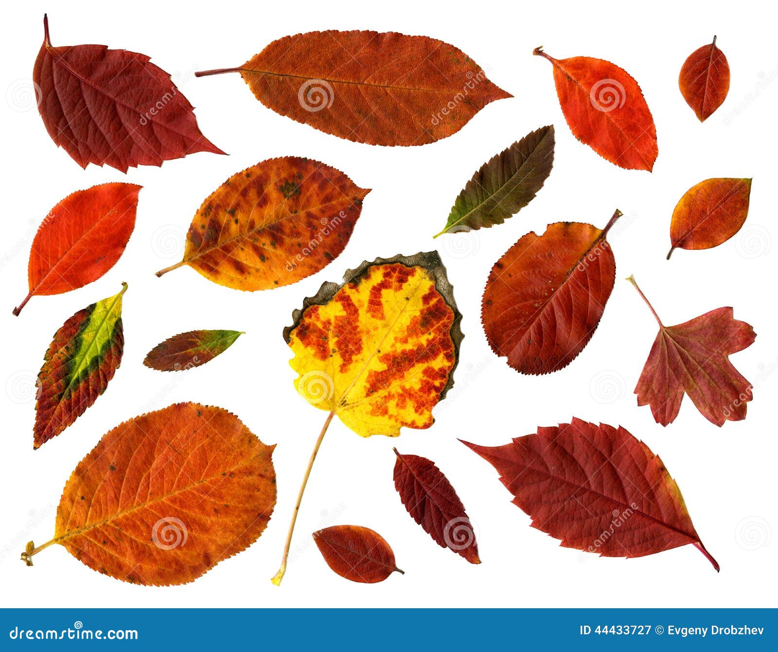 Collection of Autumn Leaves Isolated on White Stock Image - Image of ...