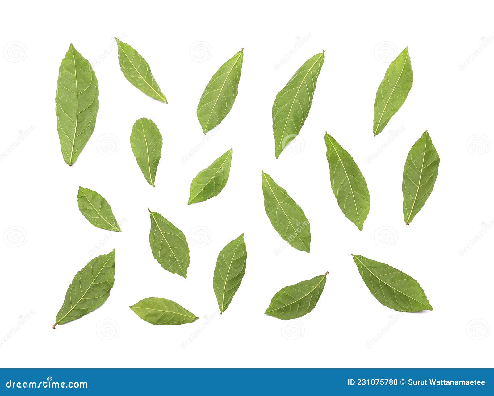 Collection Back Side Fresh Green Leaves on White Background Stock Photo ...