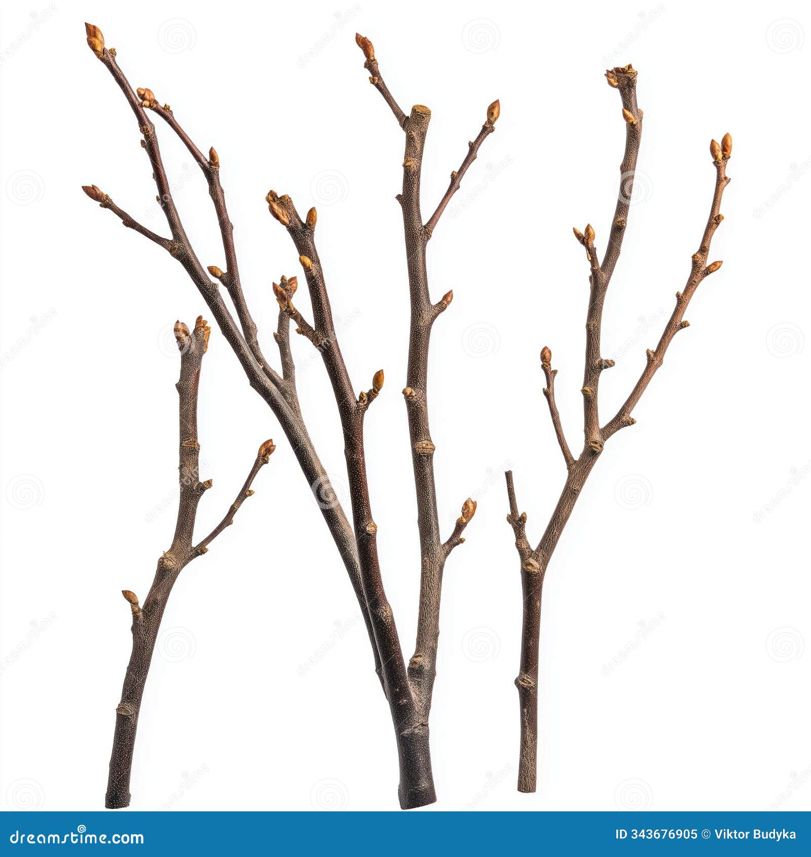 Collection of Bare Tree Branches with Unique Shapes, Textures Arranged ...