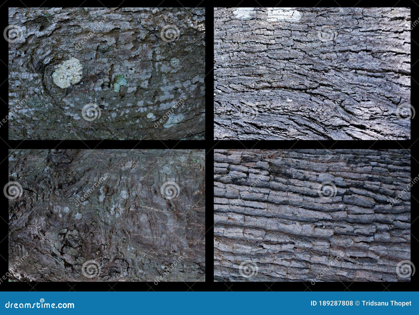 Collection Bark Texture for 3D Tree Stock Photo - Image of detail ...