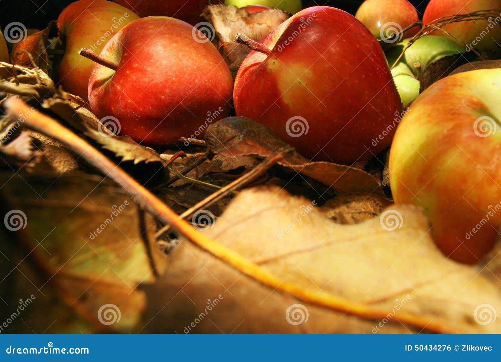 Collection of Beautiful Apples Stock Photo - Image of autumn, colourful ...