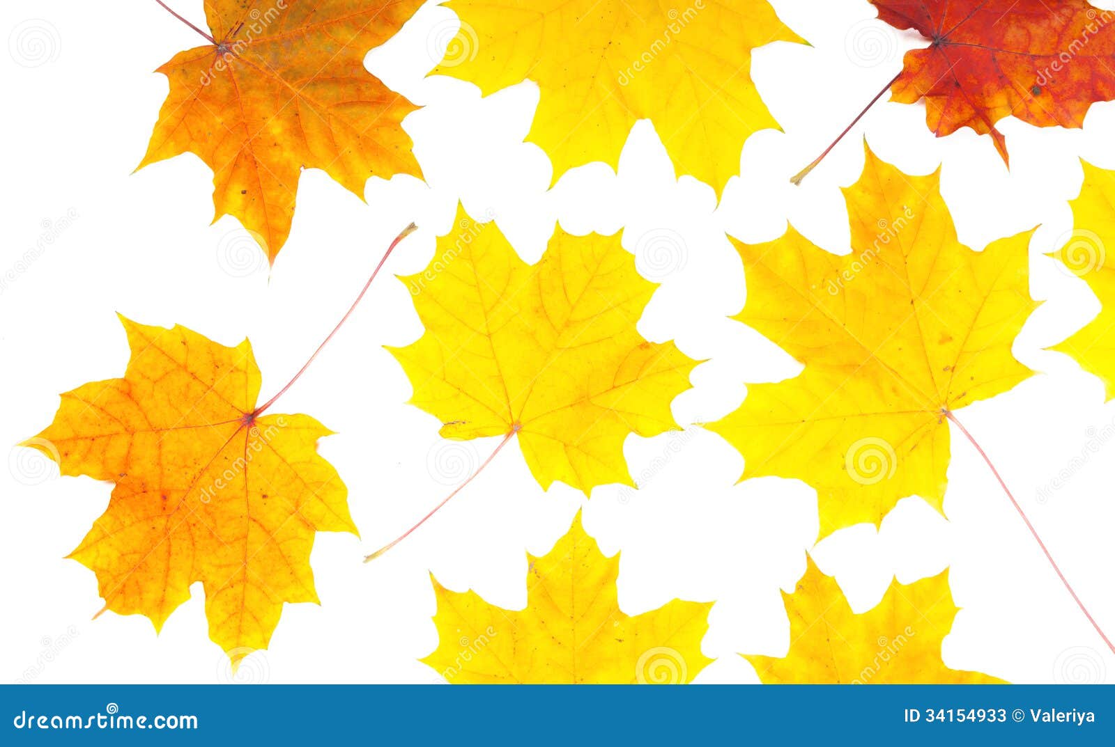 Collection Beautiful Colorful Autumn Leaves Stock Image Image Of
