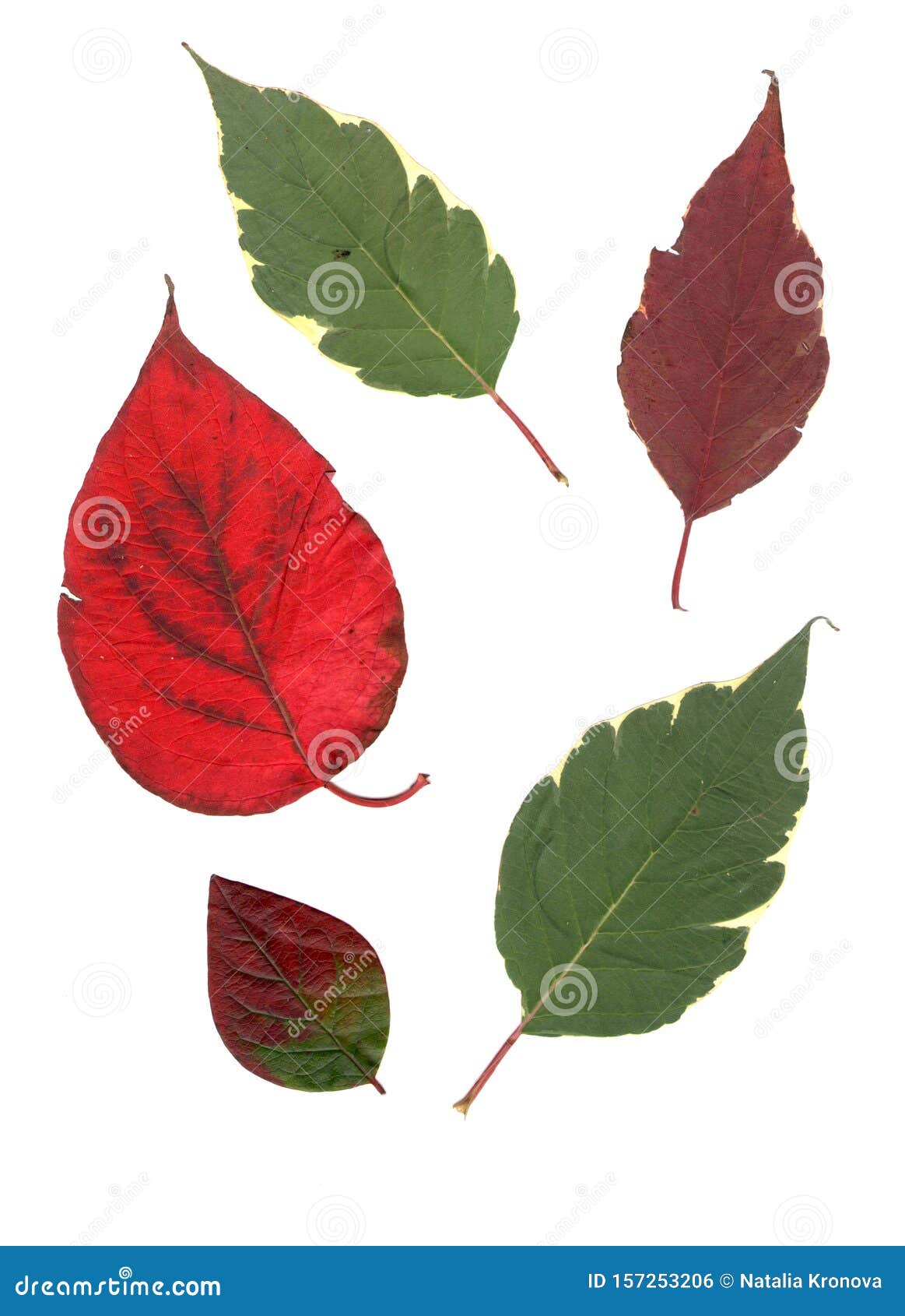 Collection Beautiful Colorful Autumn Leaves Isolated On White