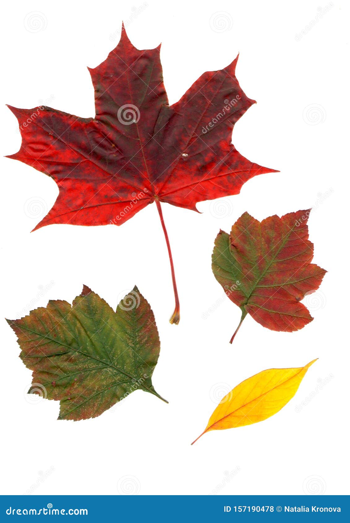 Collection Beautiful Colorful Autumn Leaves Isolated On White