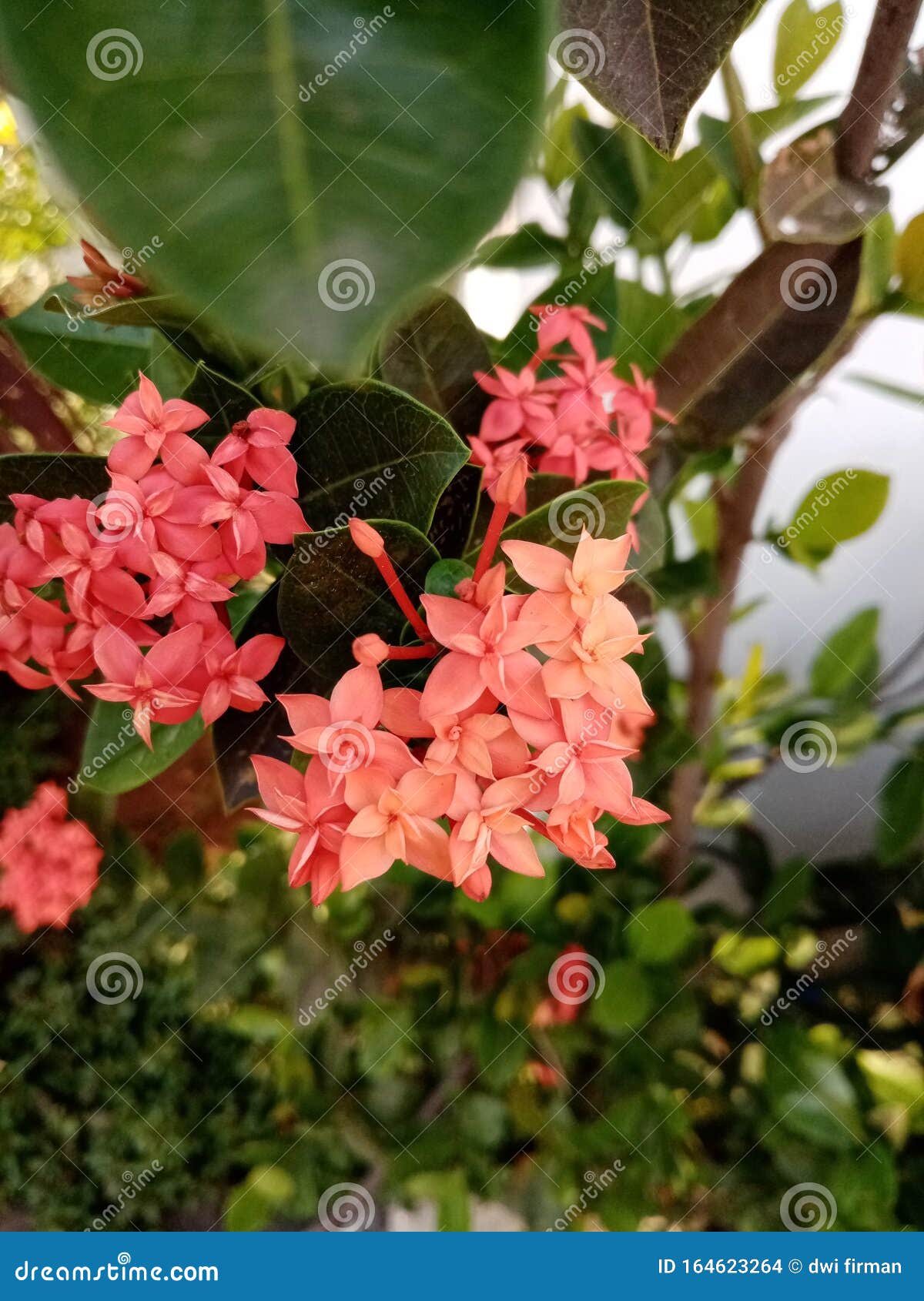 Collection of Beautiful and Cute Little Flowers. Stock Photo - Image of ...