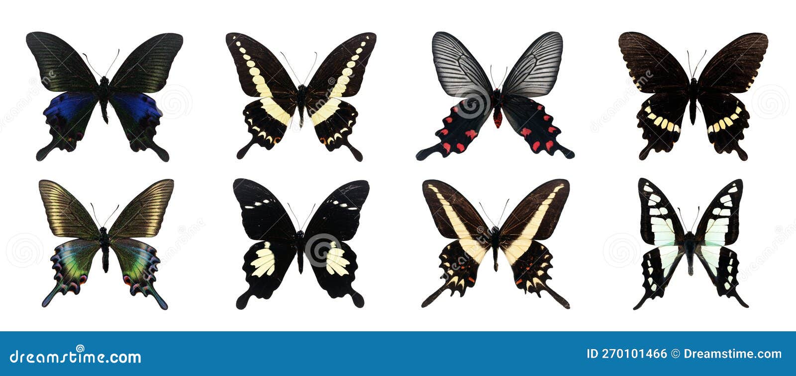 Collection Beautiful of Different Types of Realistic Butterflies ...