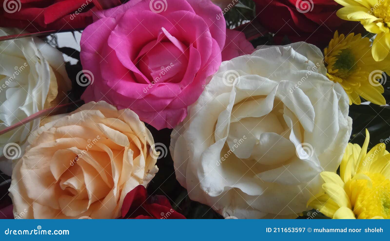 A Collection of Beautiful Flowers with Full Color Stock Image - Image ...
