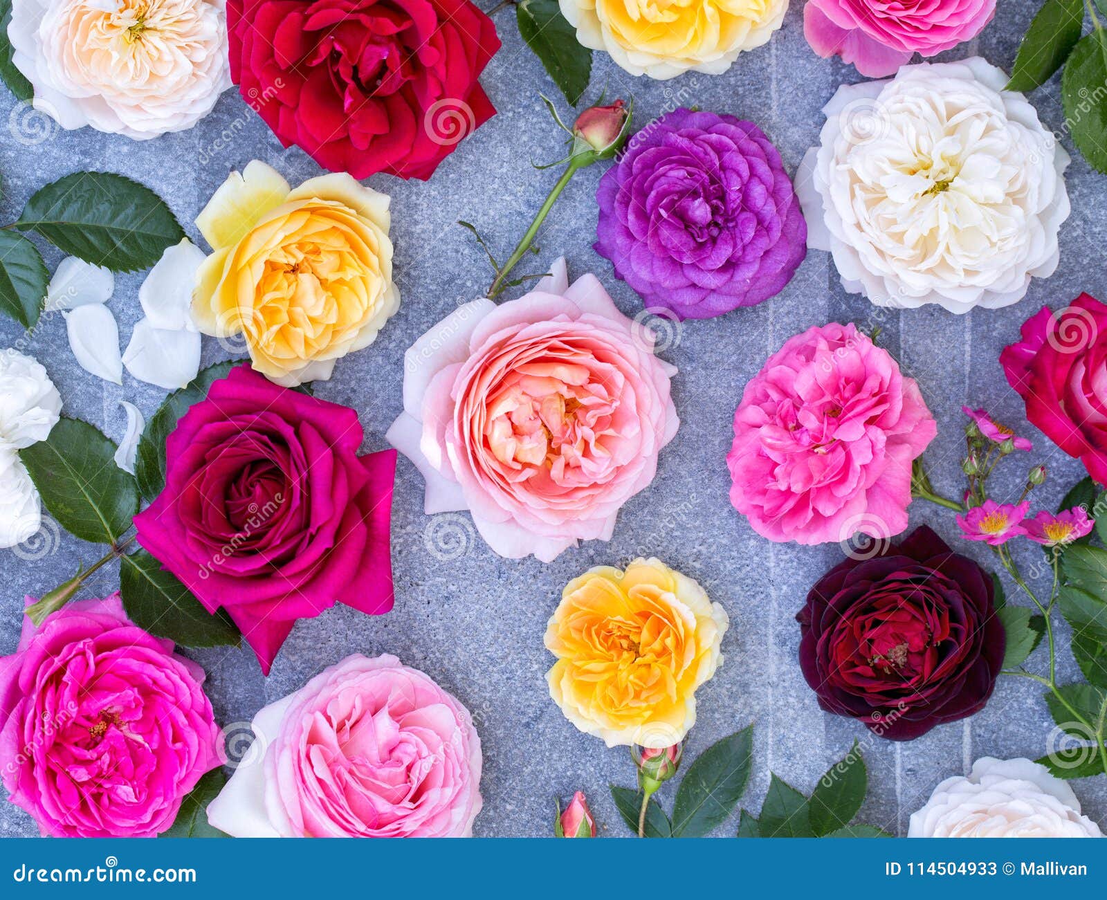 Many Roses on a Gray Background Stock Image - Image of green, head ...