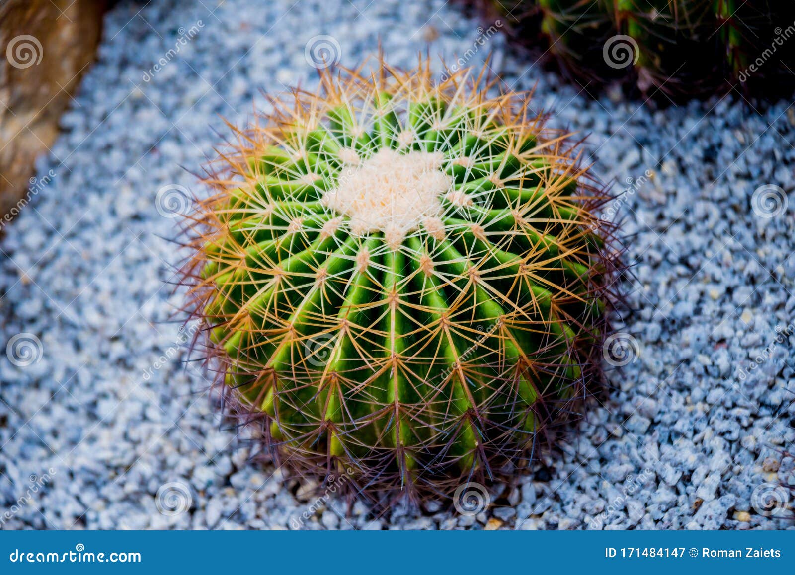 How Beautiful Are The Prickly Nettles In The Summer Forest. Royalty ...