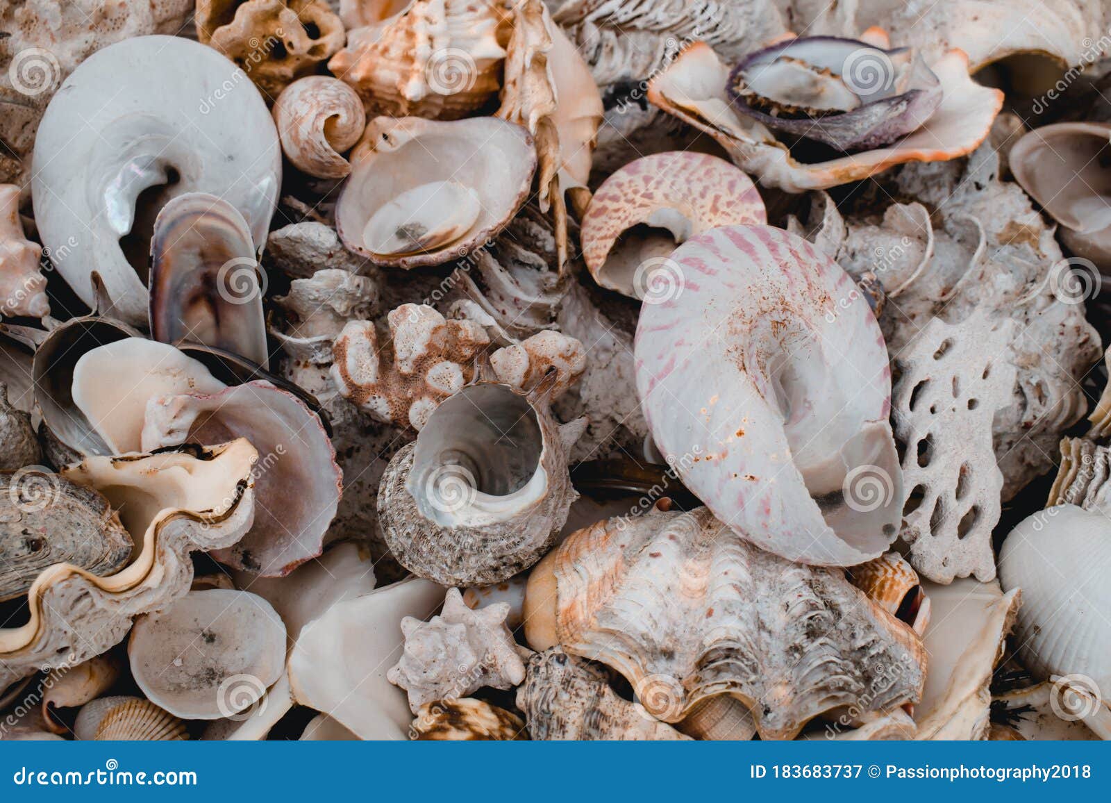 Collection of Beautiful Unique Sea Shells of Various Shapes and Sizes ...
