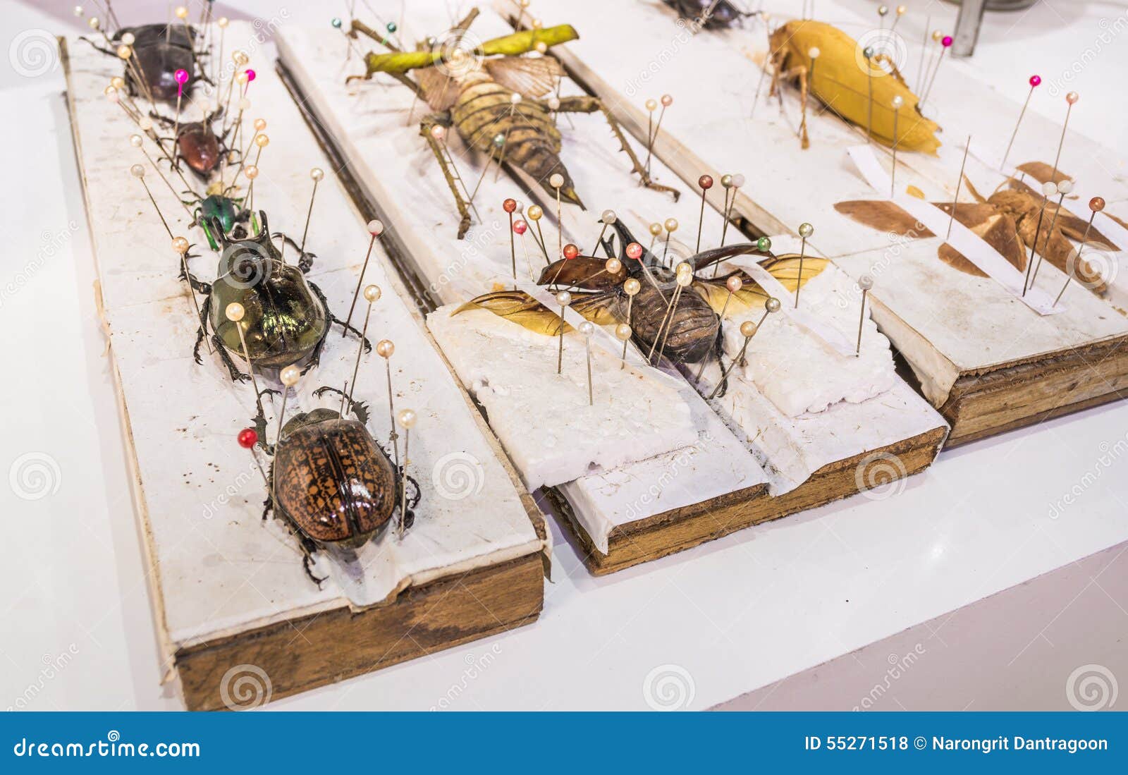 Collection of Beetle Butterfly Wasps and Insects in General Stock Photo ...