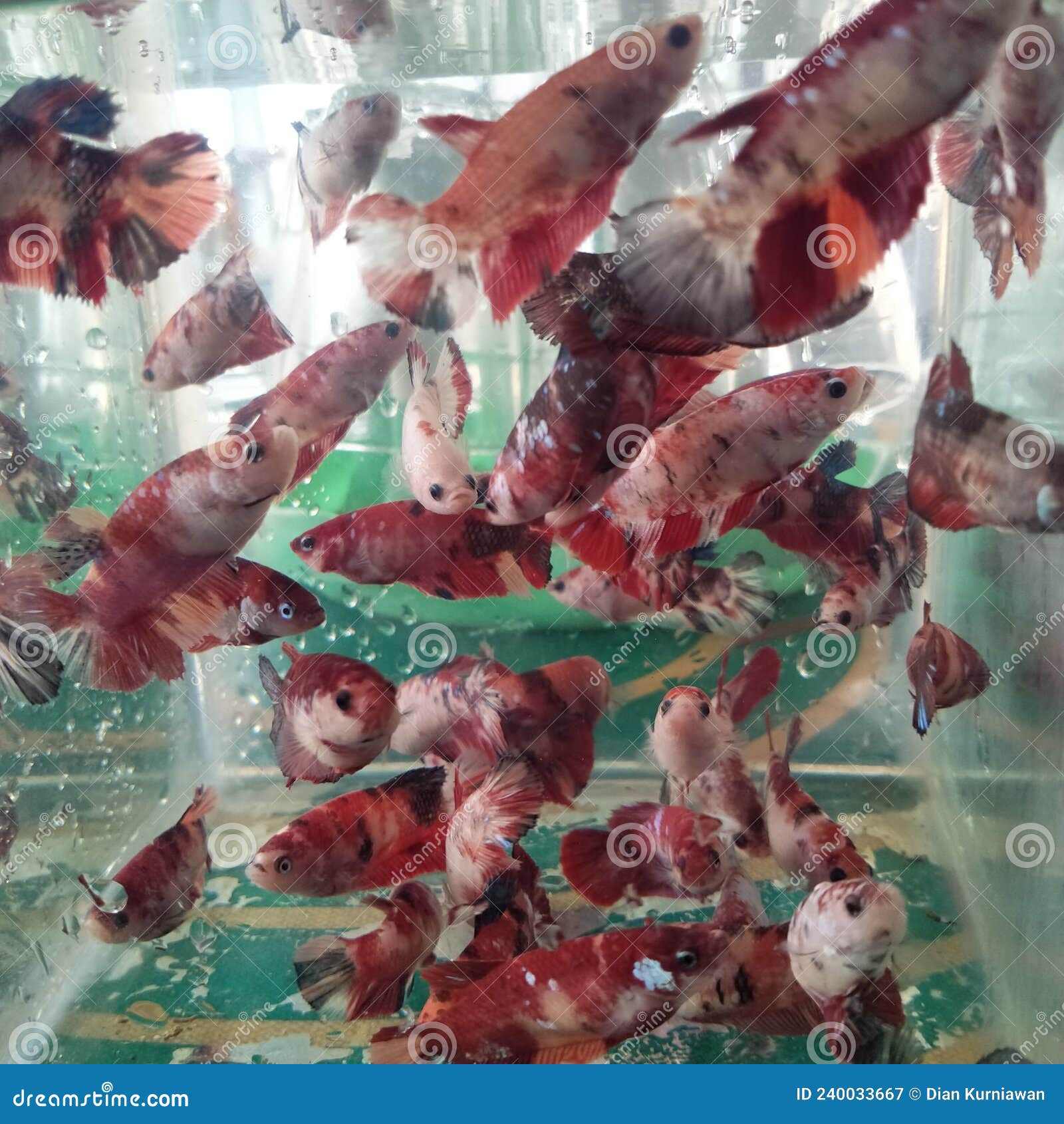 Collection of Betta Fish Nemo Stock Image - Image of animal, flower ...