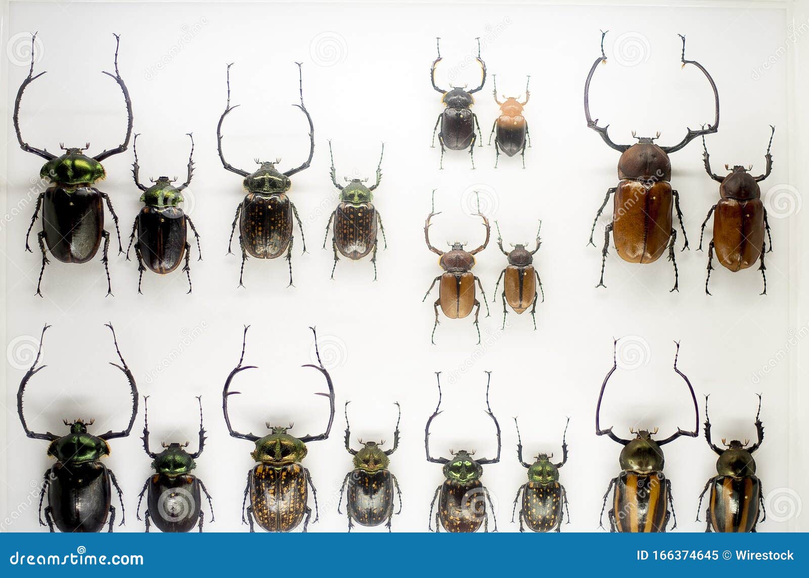 Collection of Big and Small Beetles of Different Colors on White ...