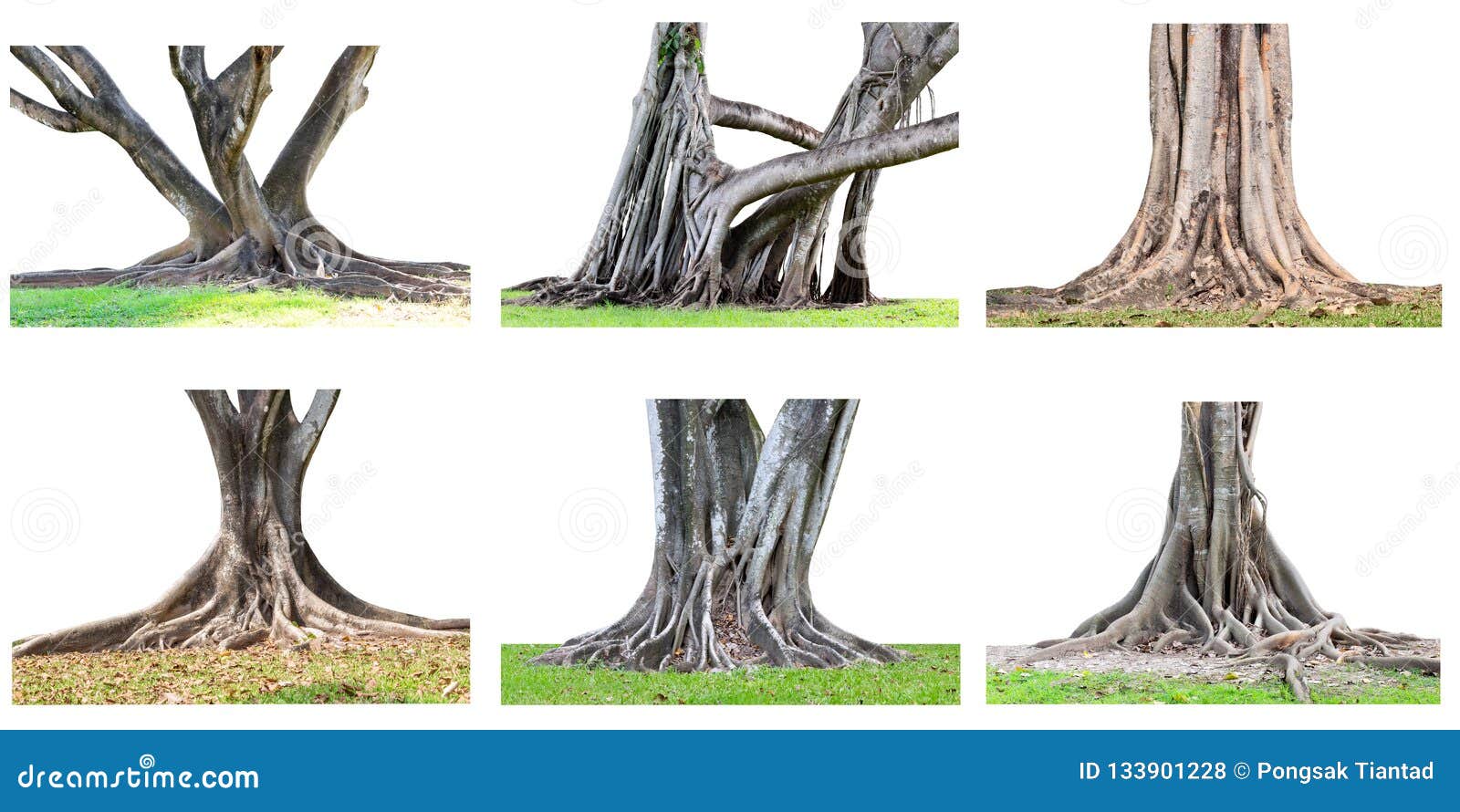 The Collection of Big Tree Roots Spreading Out Beautiful and Trunk ... The Collection of Big Tree Roots Spreading Out Beautiful and Trunk ...