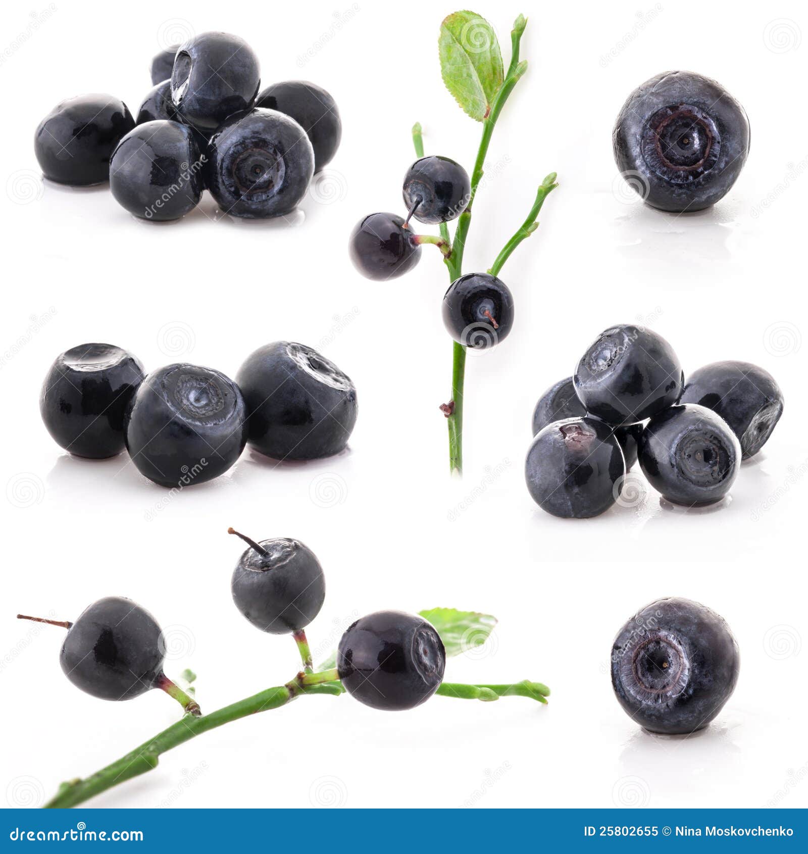 Myrtilli Fructus Stock Photos - Free & Royalty-Free Stock Photos from ...