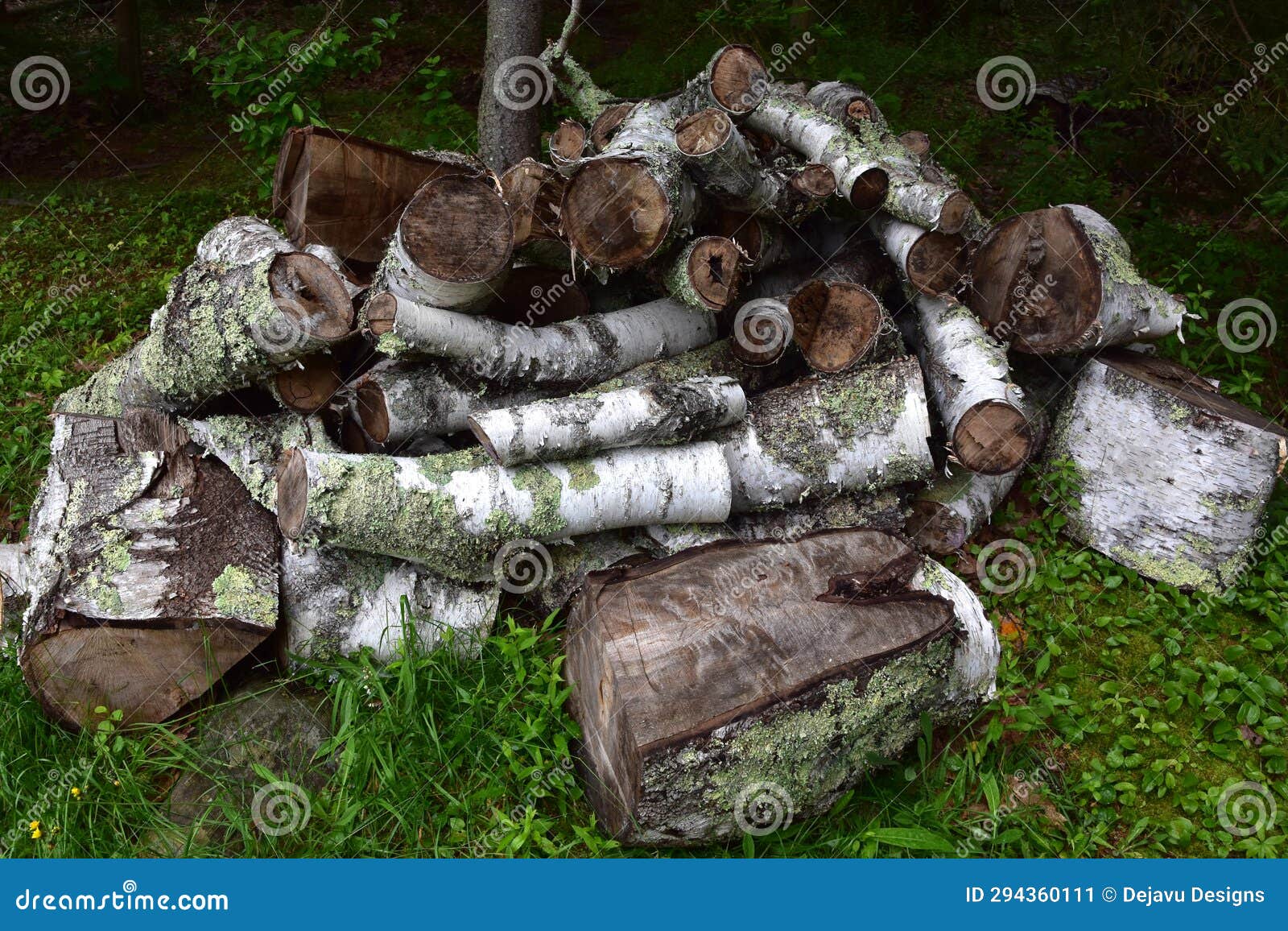 Collection of Birch Bark Logs in the Summer Stock Image - Image of ...