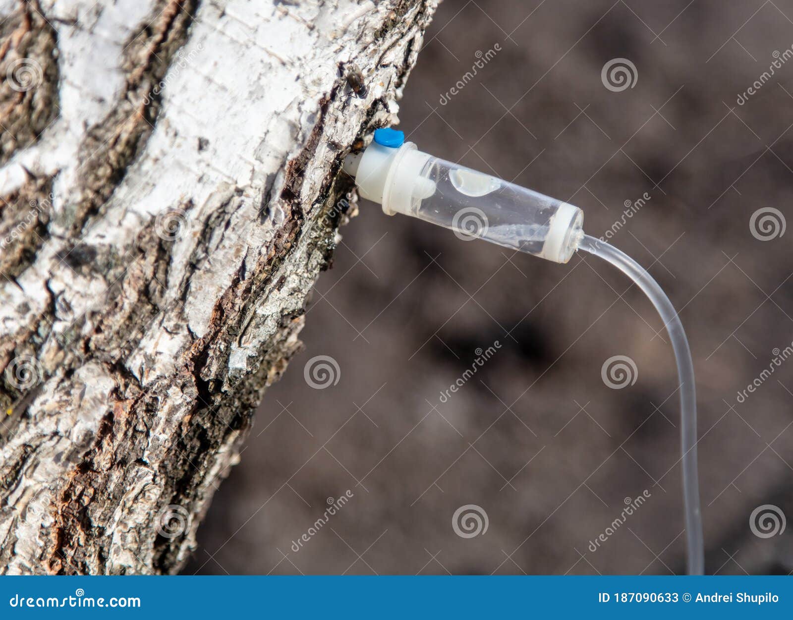 Collection of Birch Sap from the Bark Stock Image - Image of tube, tree ...