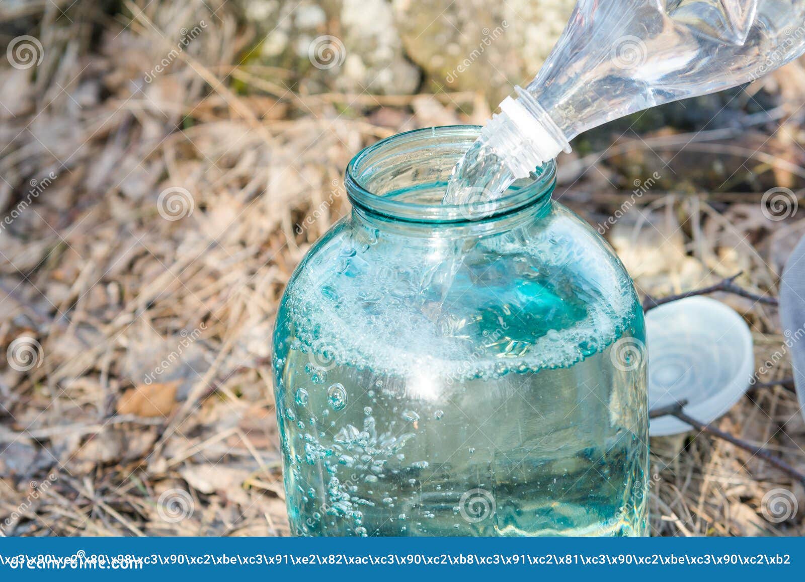 Collection of Birch Sap. Collect Juice from Birch. Man Collect the ...