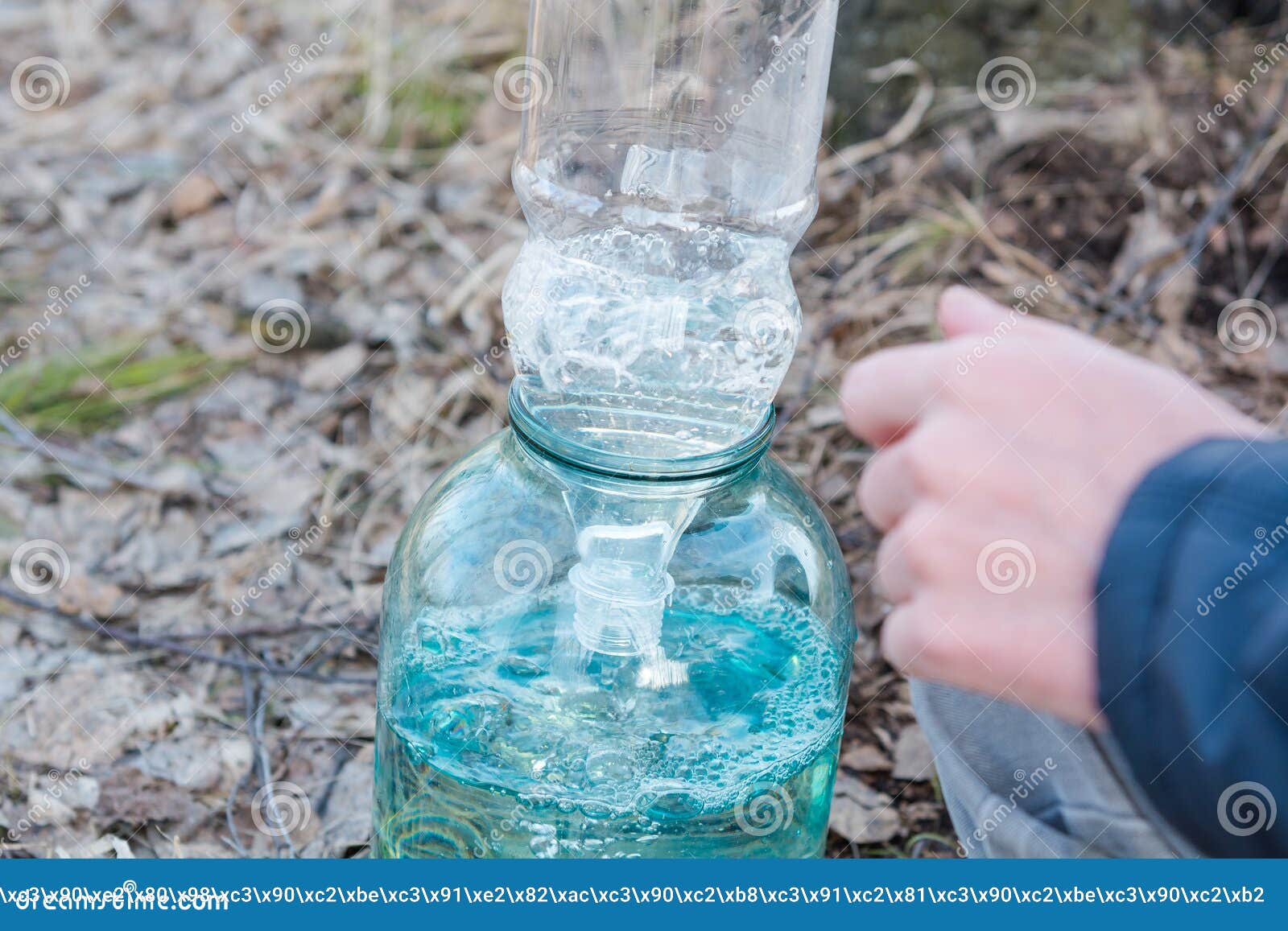 Collection of Birch Sap. Collect Juice from Birch. Man Collect the ...