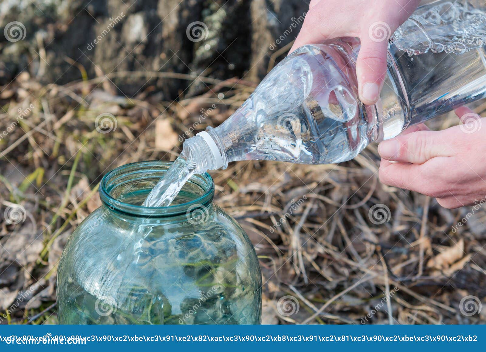 Collection of Birch Sap. Collect Juice from Birch. Man Collect the ...