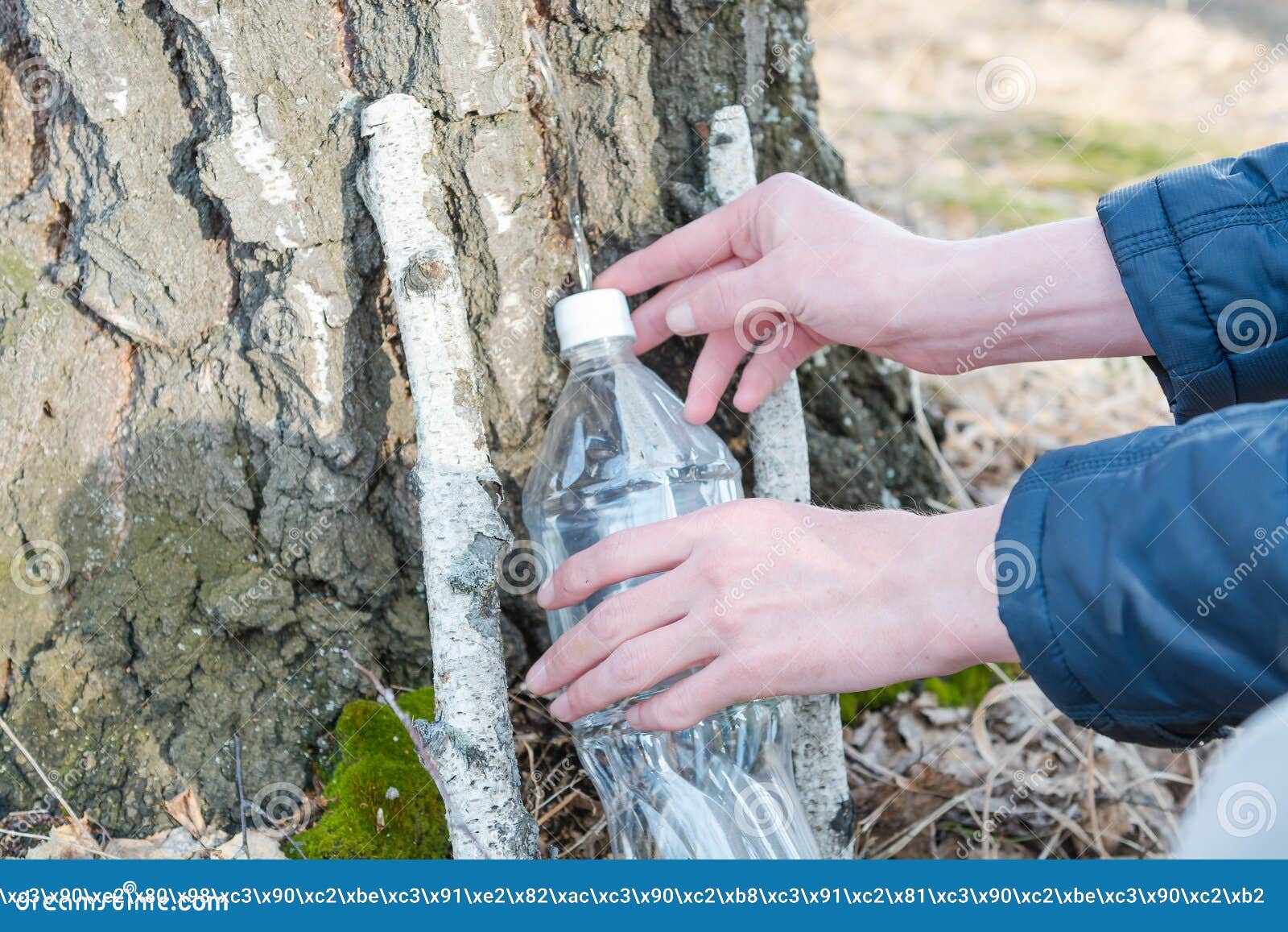 Collection of Birch Sap. Collect Juice from Birch. Man Collect the ...