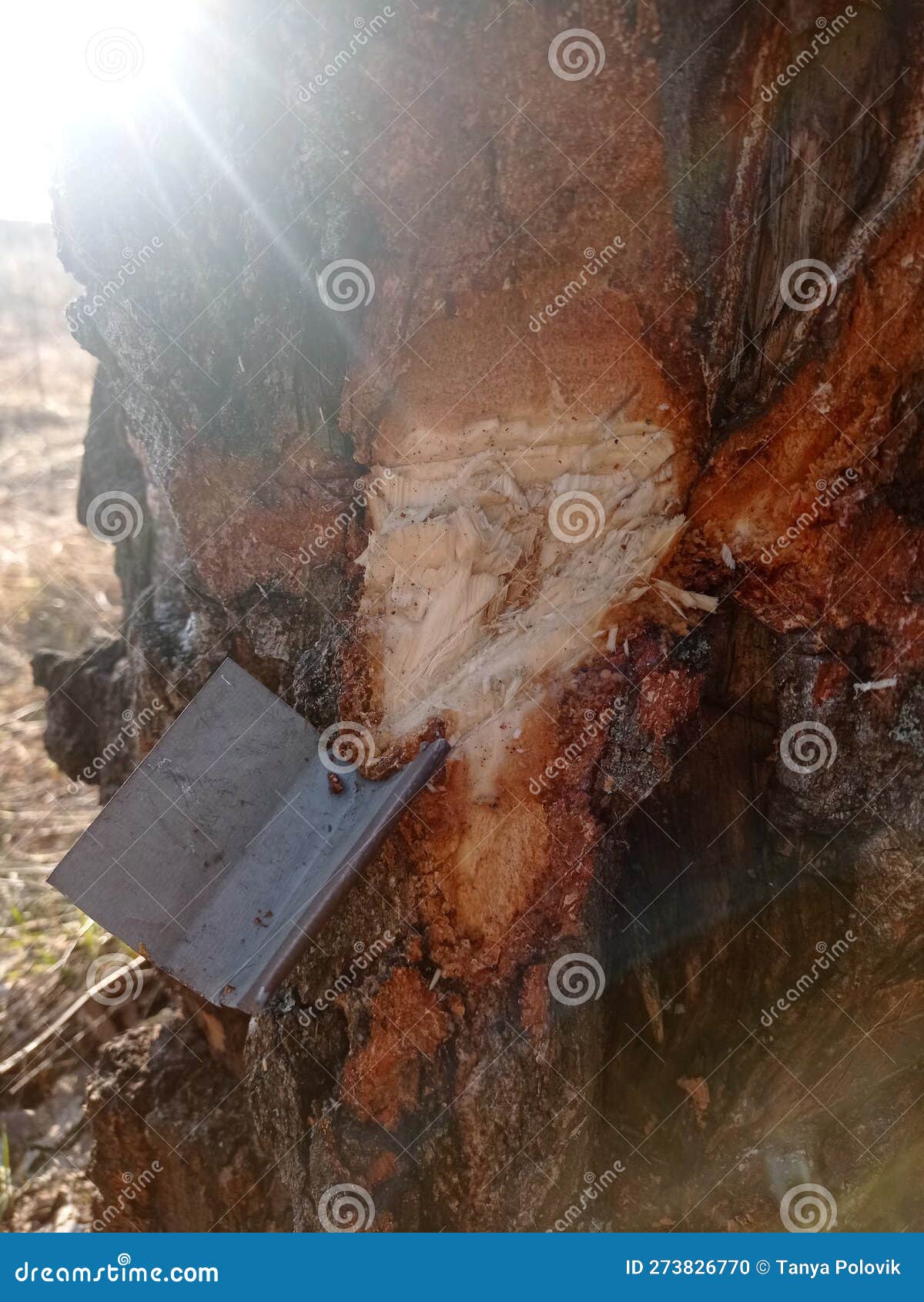 Collection of birch sap stock photo. Image of harvesting - 273826770