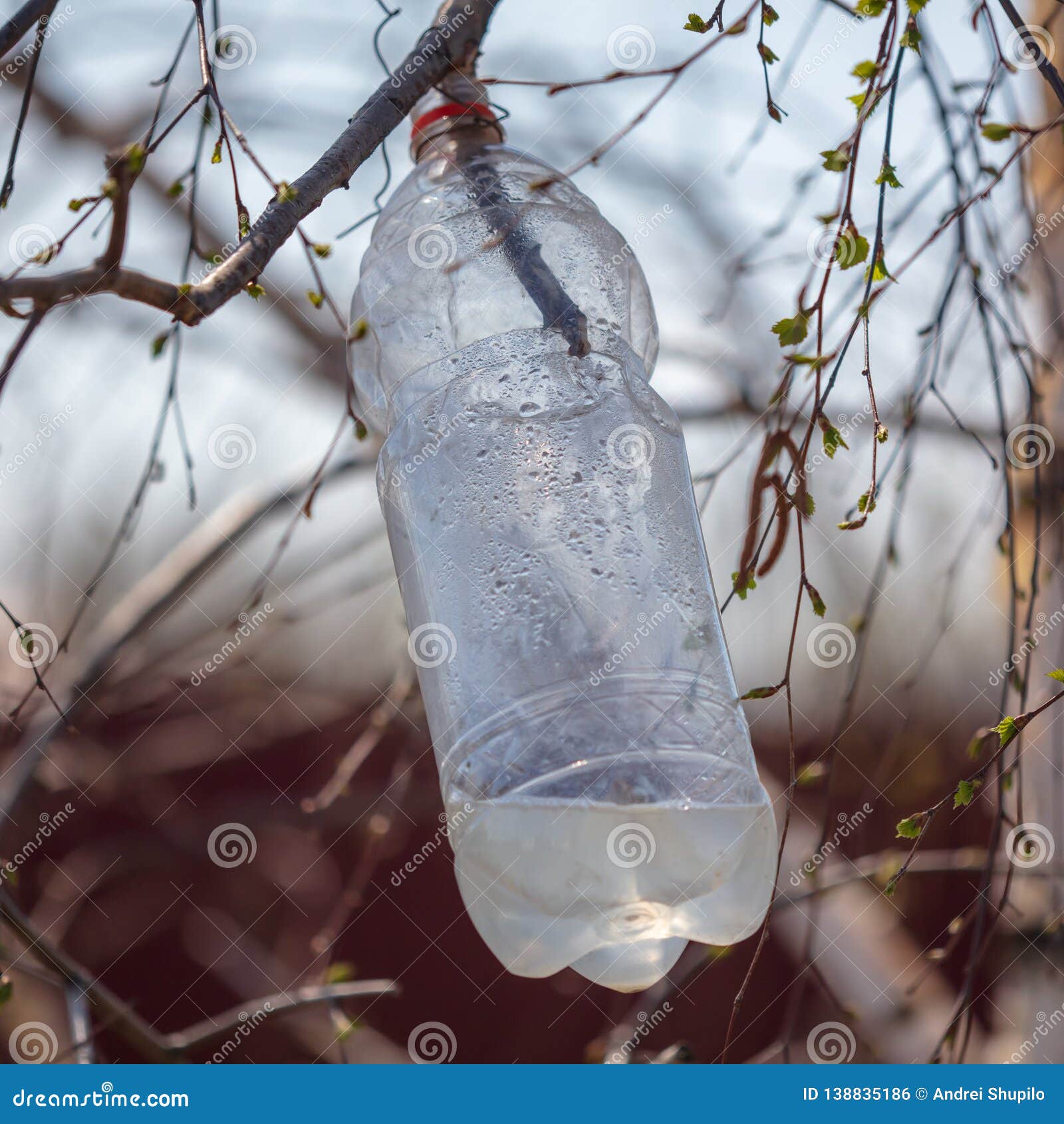Collection of Birch Sap in a Plastic Bottle Stock Photo - Image of ...