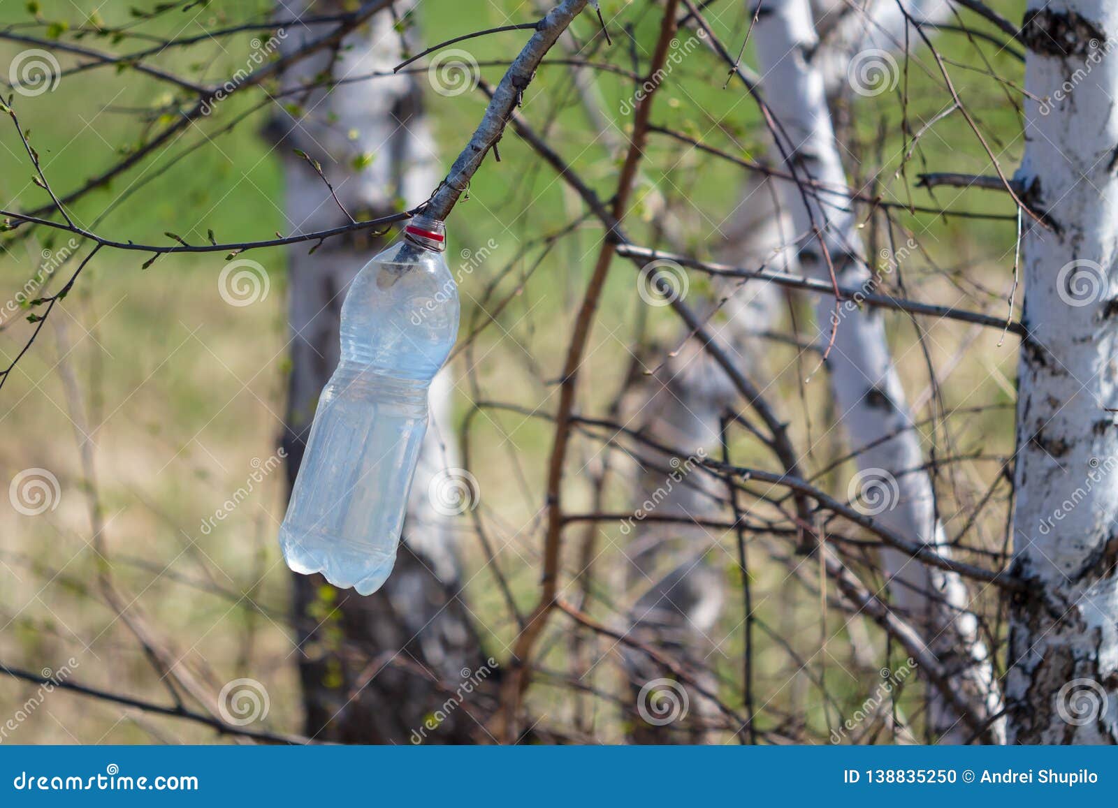 Collection of Birch Sap in a Plastic Bottle Stock Photo - Image of ...