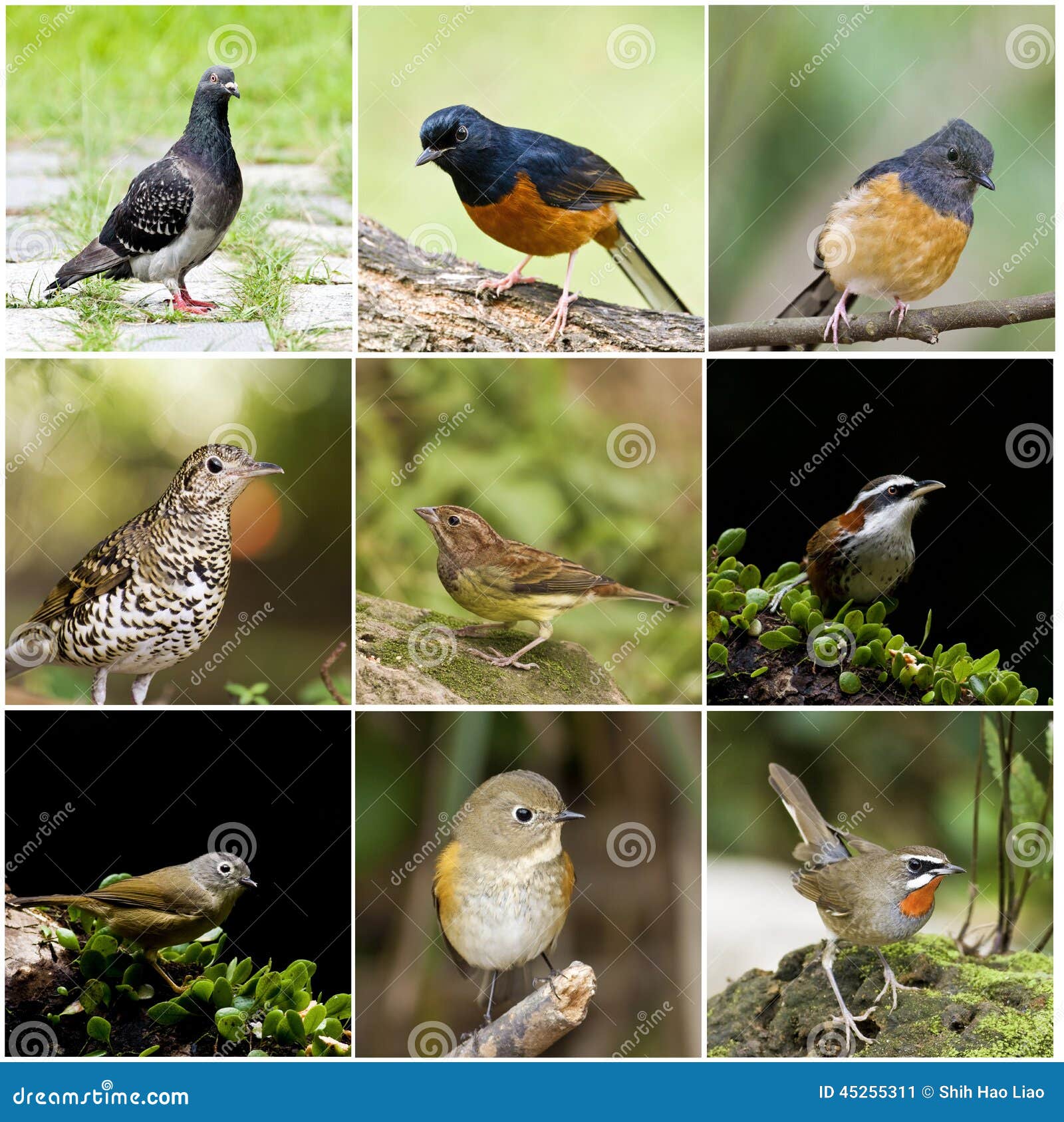 Collection of bird stock image. Image of colorful, bird - 45255311