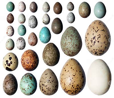 Collection of the Bird S Eggs. Stock Image - Image of animal ...