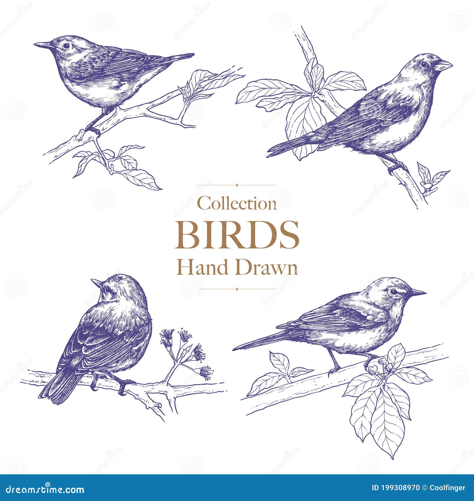 Collection Birds Hand Drawn Illustration Stock Vector - Illustration of ...