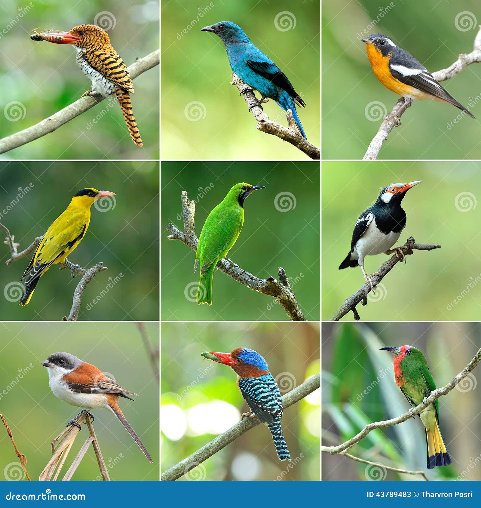 Collection of birds stock image. Image of insect, fiycatcher - 43789483