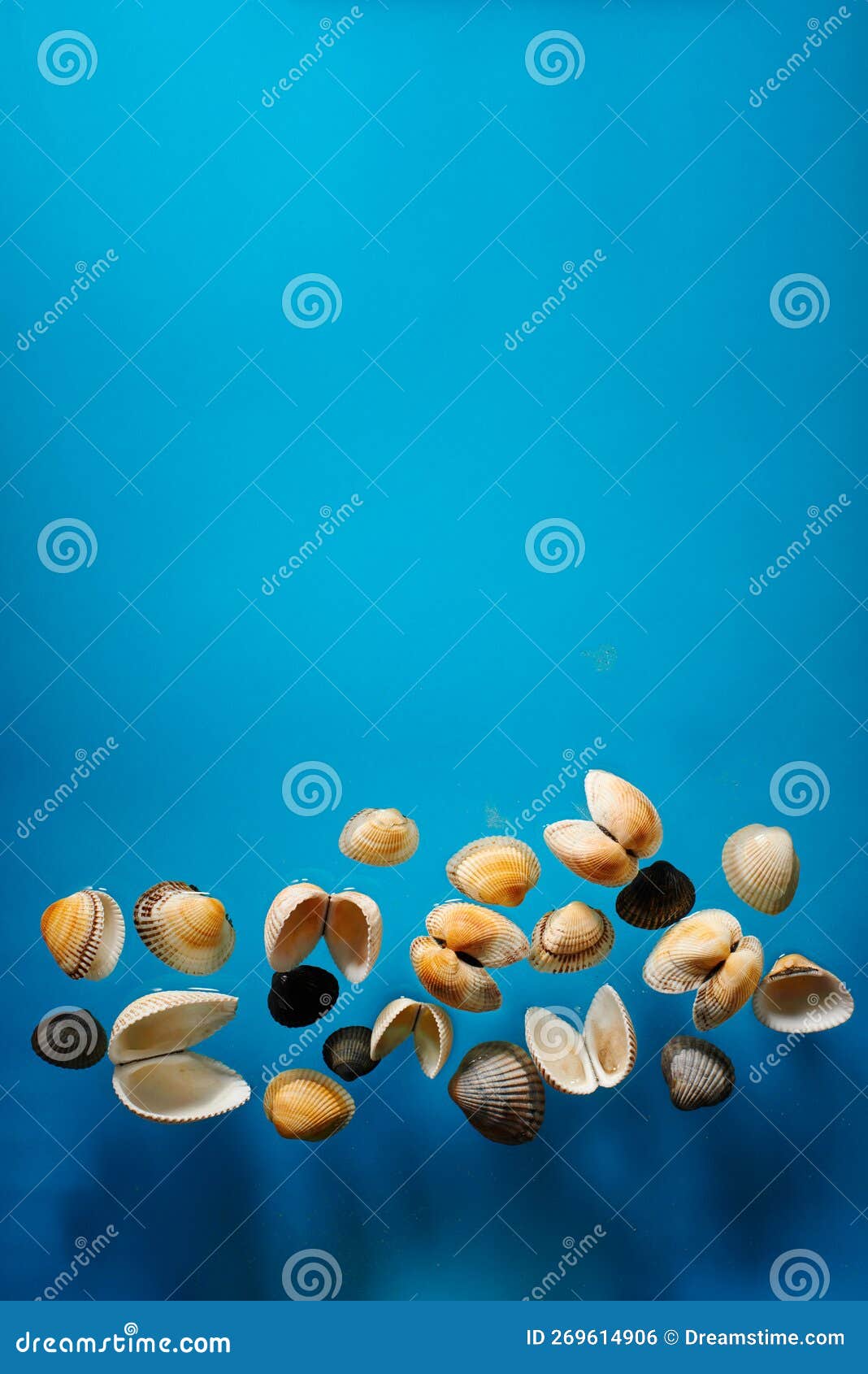 Collection of Bivalve Seashells in Bright Blue Ocean Water Stock Photo ...