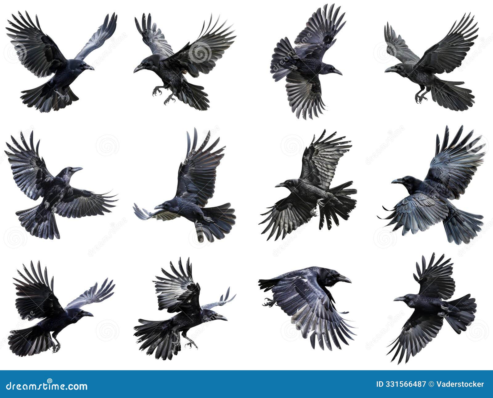 A Collection of Black Crows in Flight with Spread Wings Stock ...
