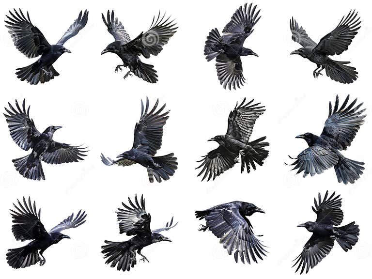 A Collection of Black Crows in Flight with Spread Wings Stock ...
