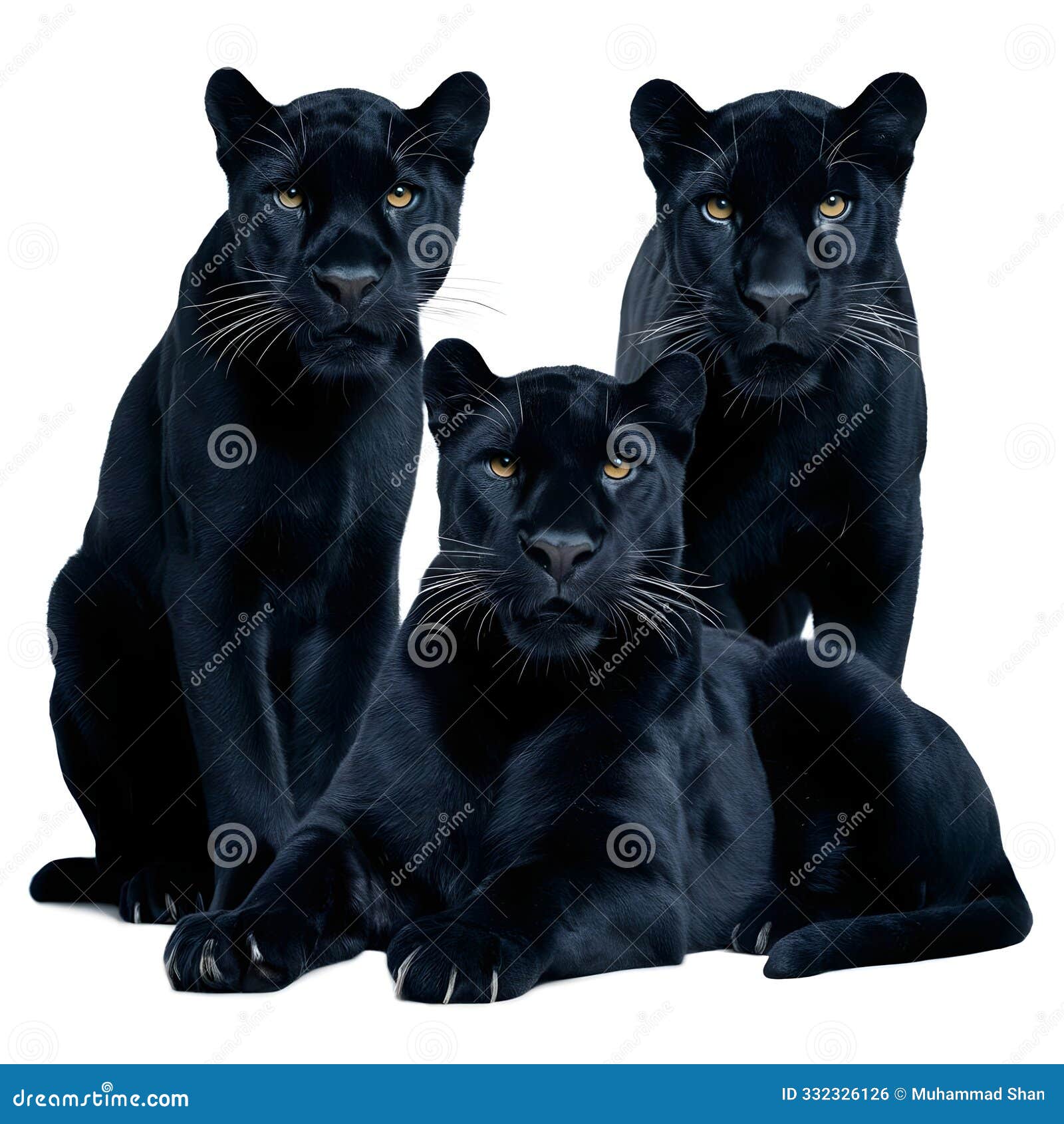 Collection of Black Panther Portrait Sitting Lying Stock Photo - Image ...