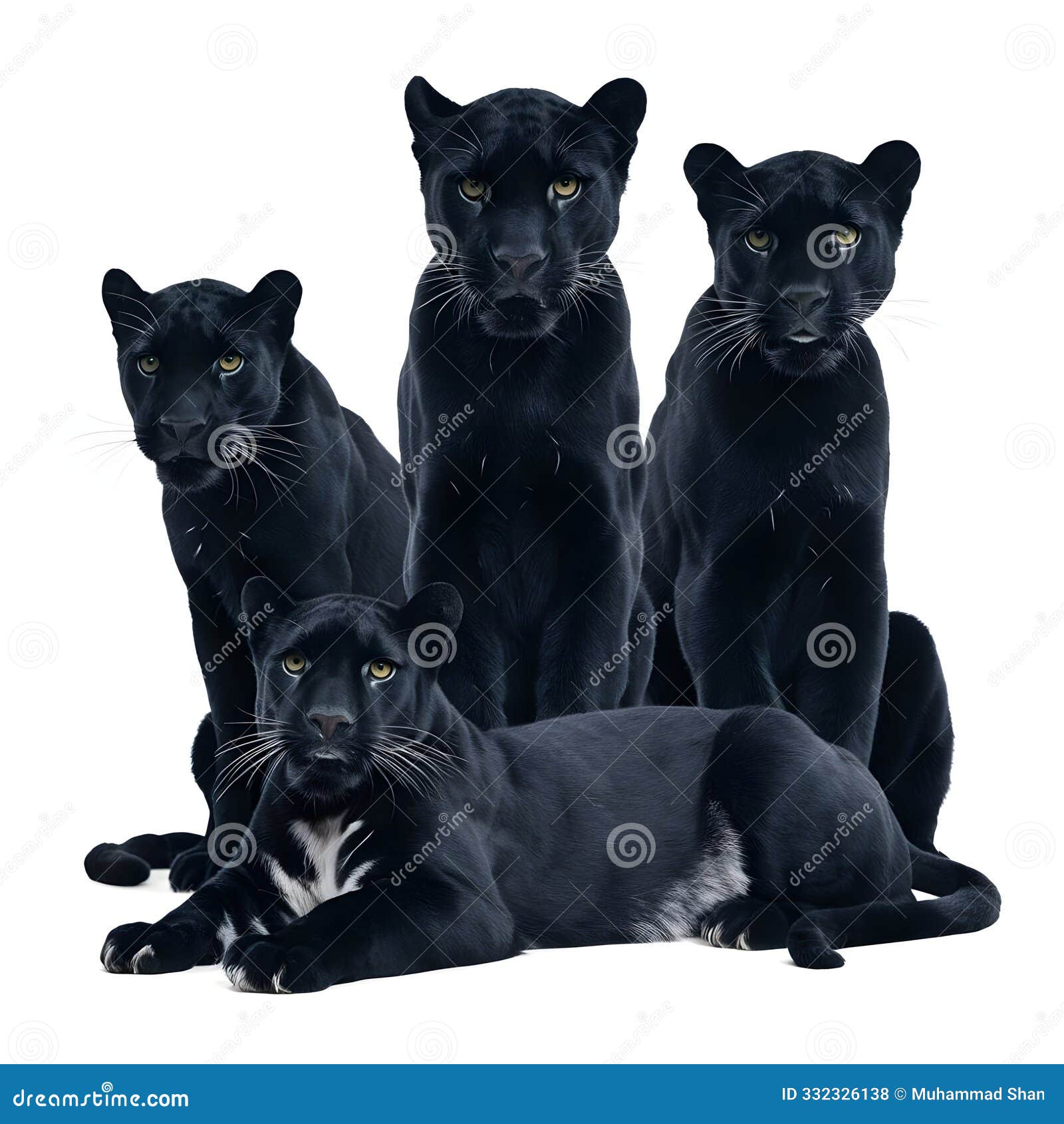 Collection of Black Panther Portrait Sitting Lying Stock Photo - Image ...