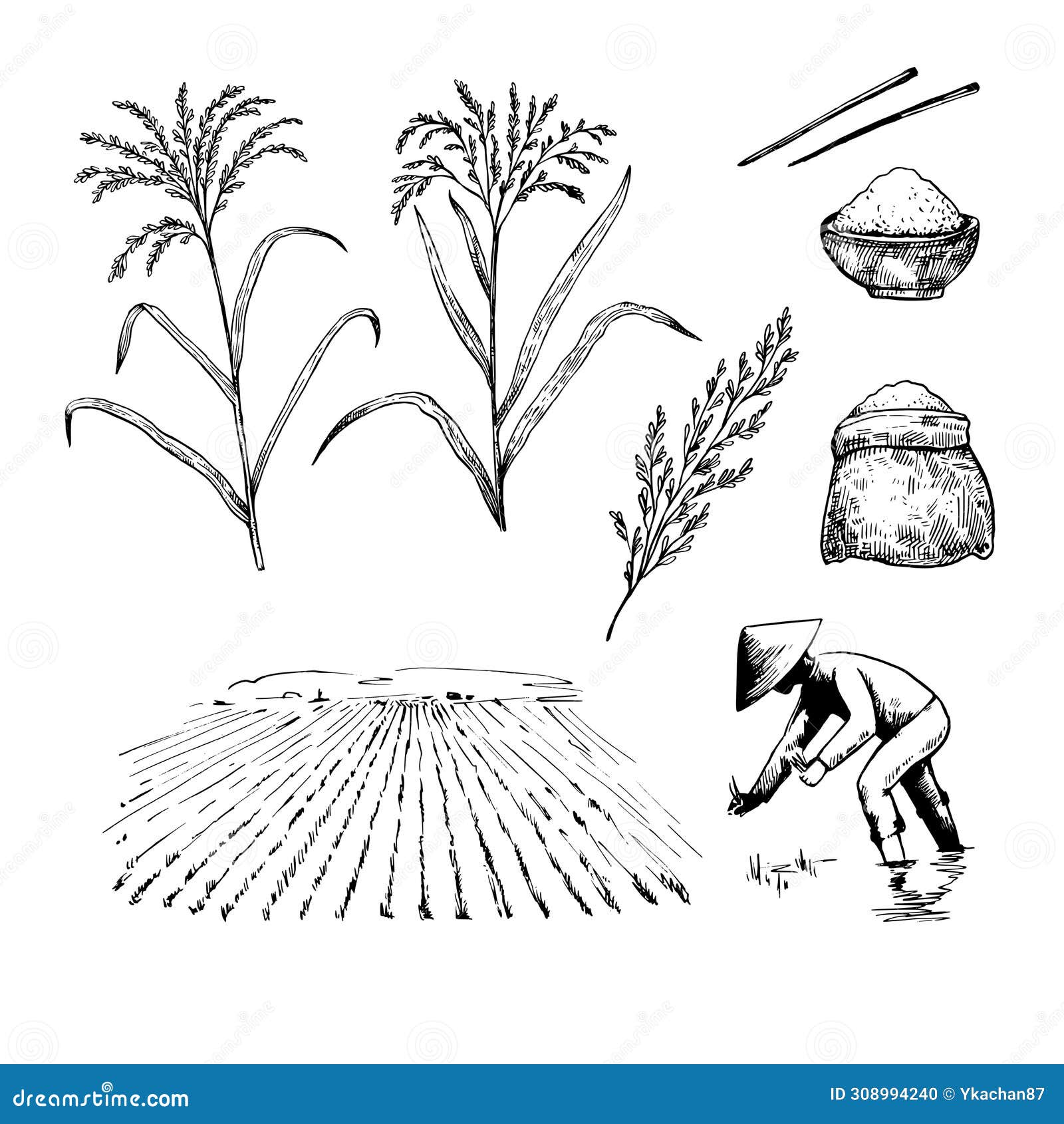 Collection of Black and White Elements of Rice Plants and Fields with ...