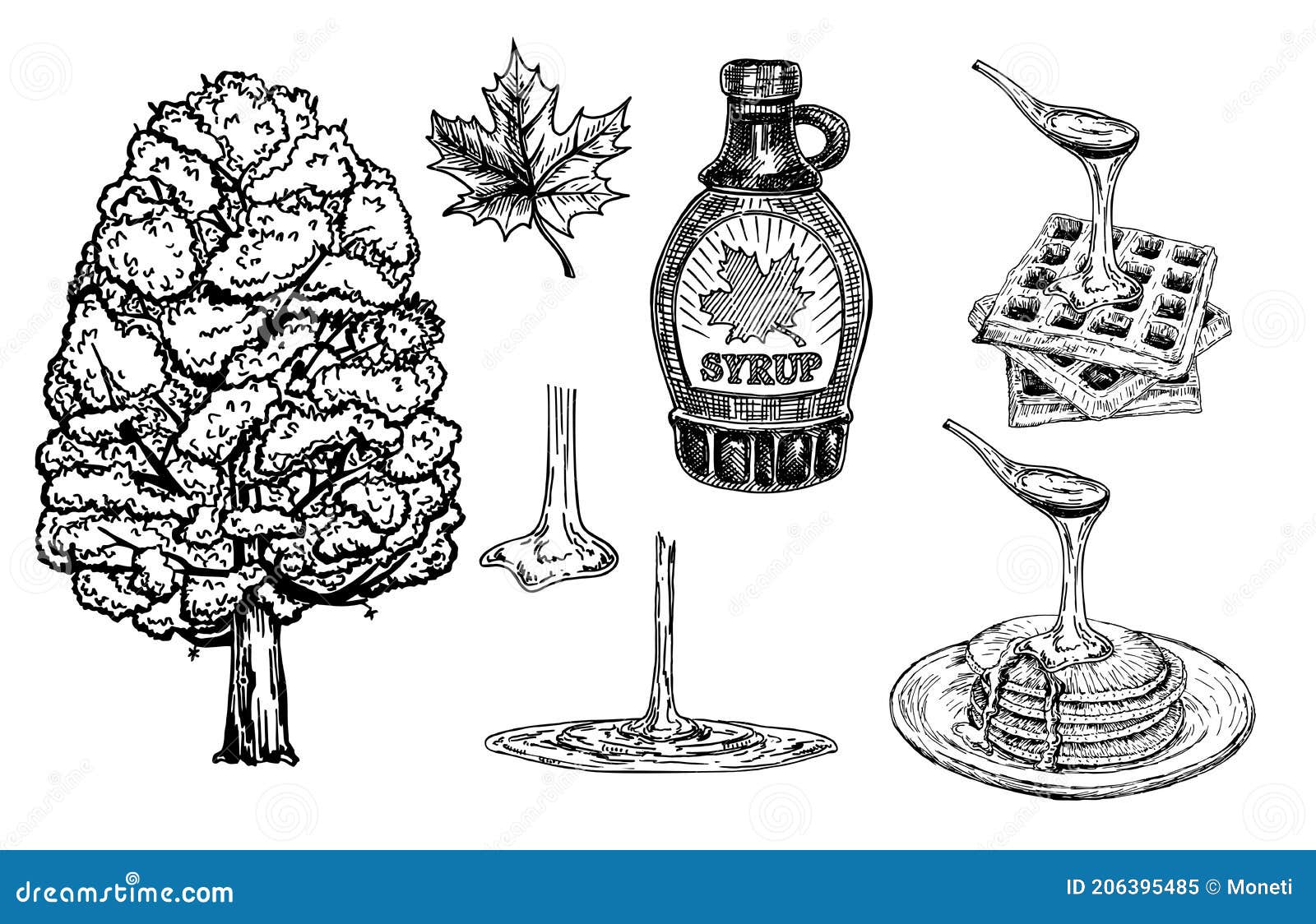 Bottle Of Maple Syrup And Leaf. Vintage Hand Drawn Drawing Style. Plant ...