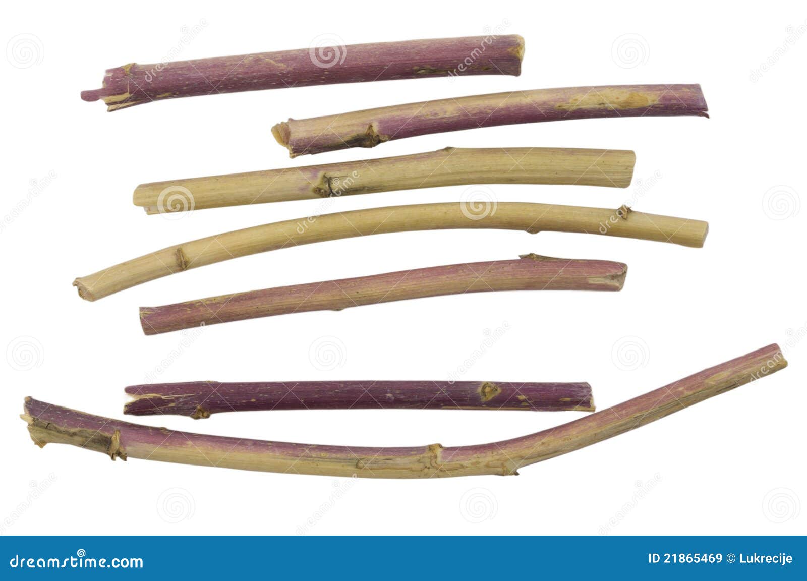 Collection of branches stock image. Image of collection - 21865469