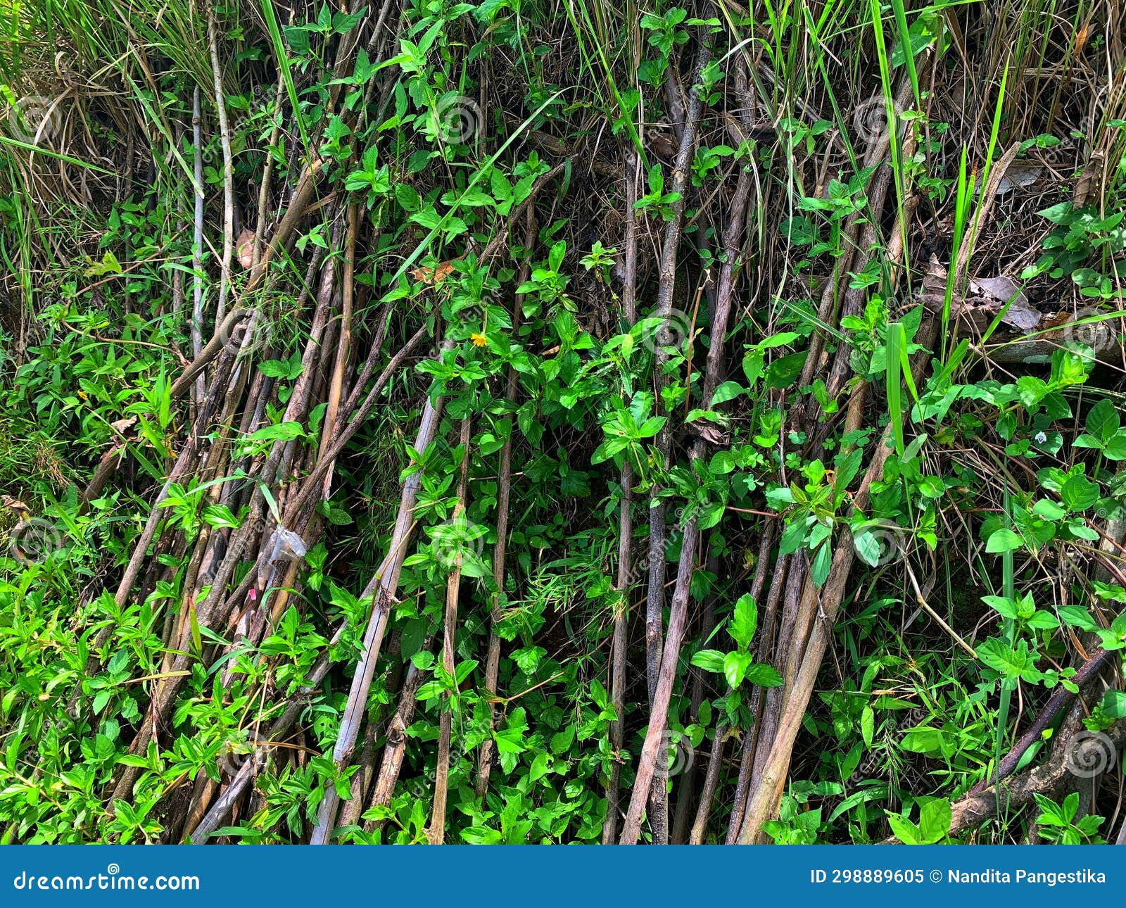 A Collection Branch with Sprout in Stock Image - Image of leaned ...